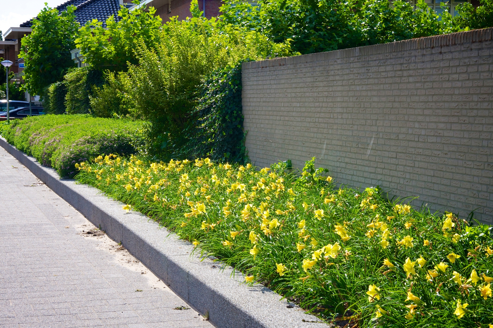 Vaste planten | Lubbe Lisse